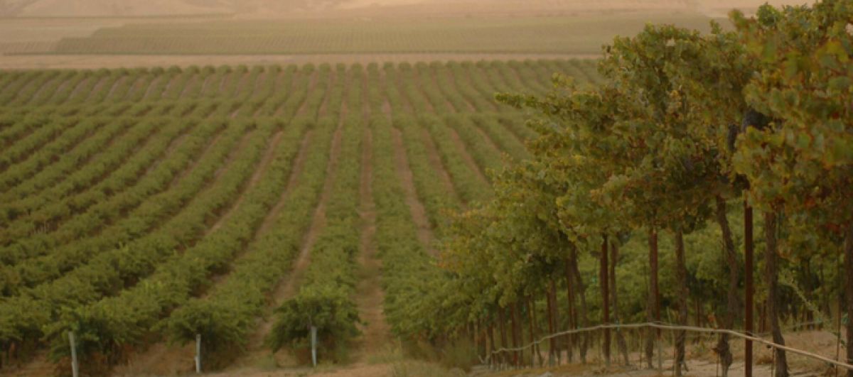 Explore Wines from the Delicato Family Vineyards at IBWS Show